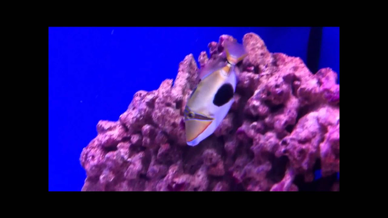 Bursa Trigger at River Reef - YouTube