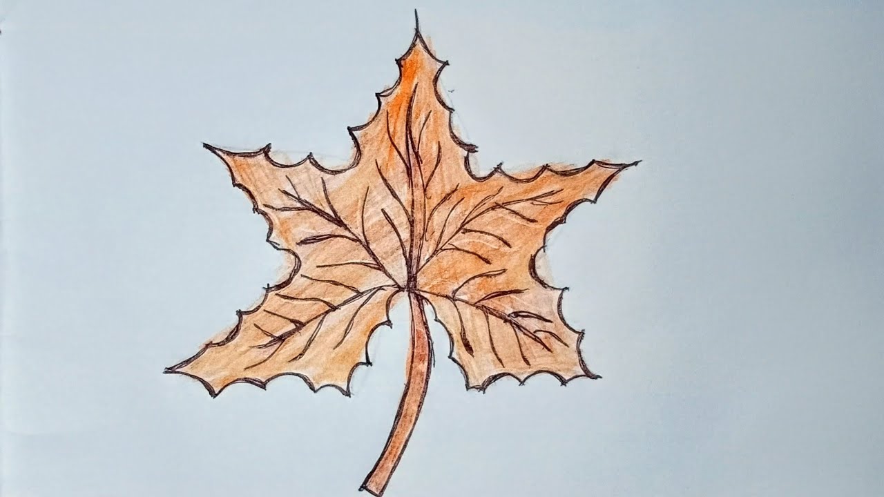 How to draw Maple leaf Step by step. ((Very easy drawing))Art Video ...