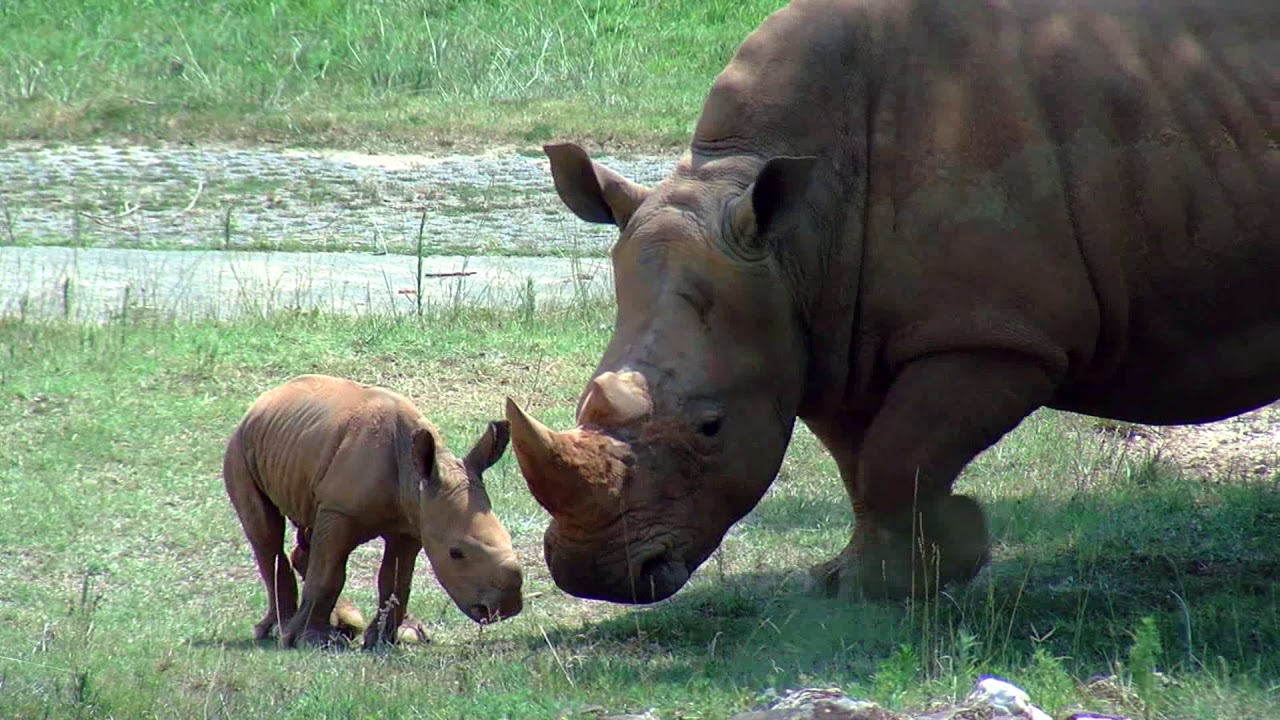 Second newborn rhino stomps into North Carolina Zoo - YouTube