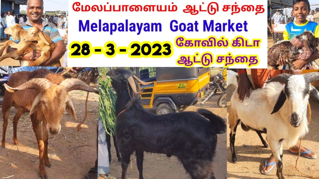 28 -3 -2023 / மேலப்பாளையம் ஆட்டு சந்தை / Melapalayam Goat Market ...