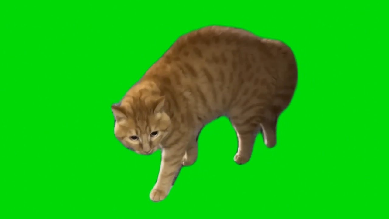 Creepy Talking Cat Green Screen - YouTube