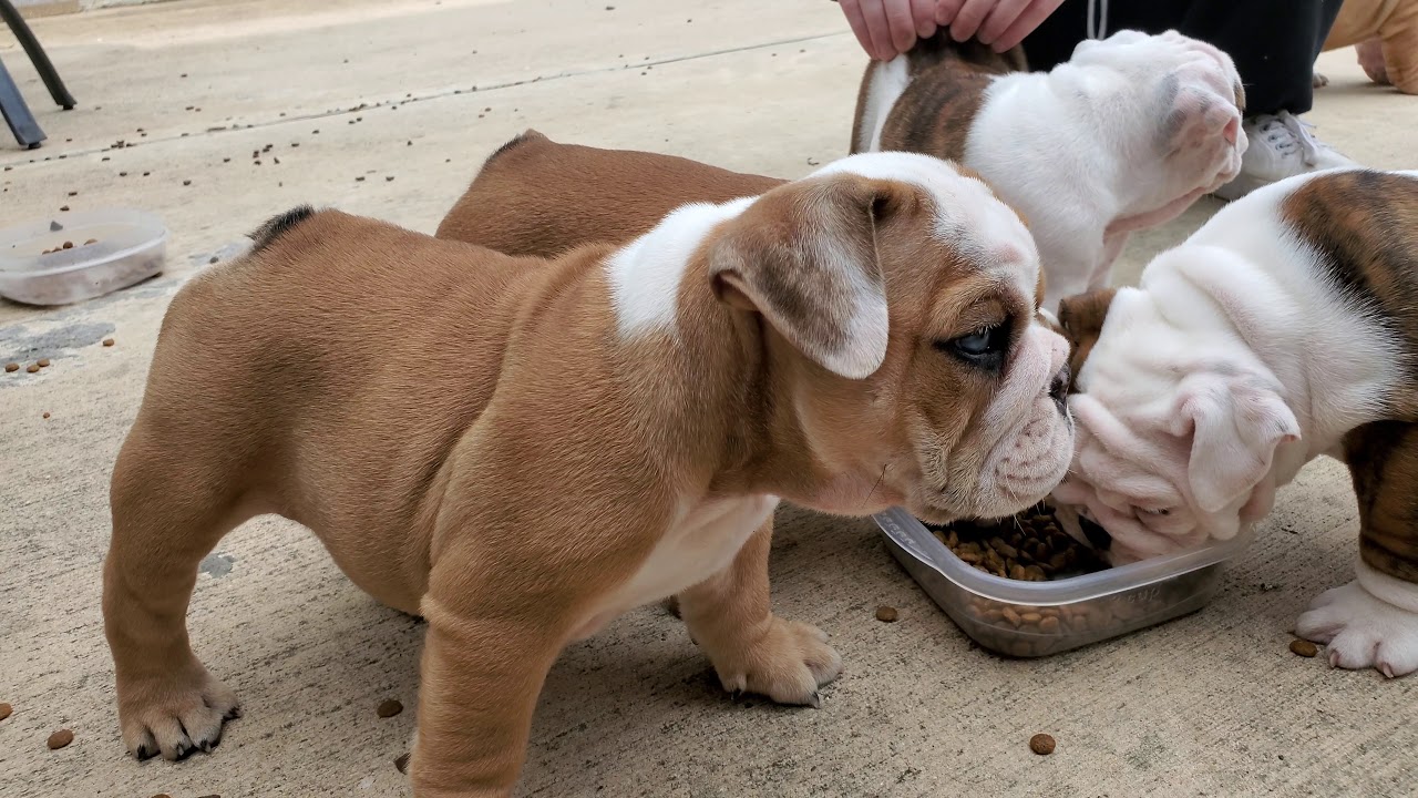 English Bulldog puppies Houston - YouTube