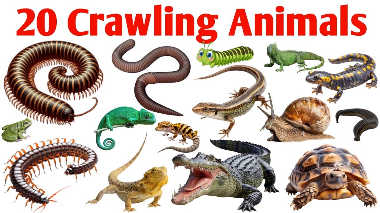 20 रेंगने वाले जीव सीखें | Learn 20 Crawling Animals Names in English ...