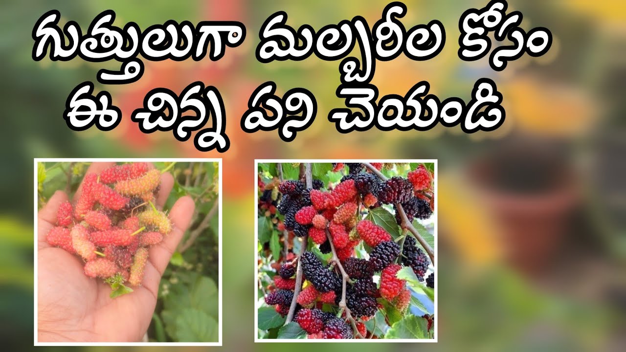 how to grow mulberry plant | mulberry plant growing tips in telugu ...