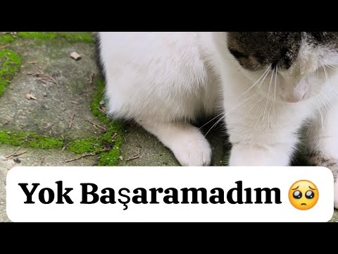 Kediye iç parazit vermek bu kadar zor olamaz 🥺