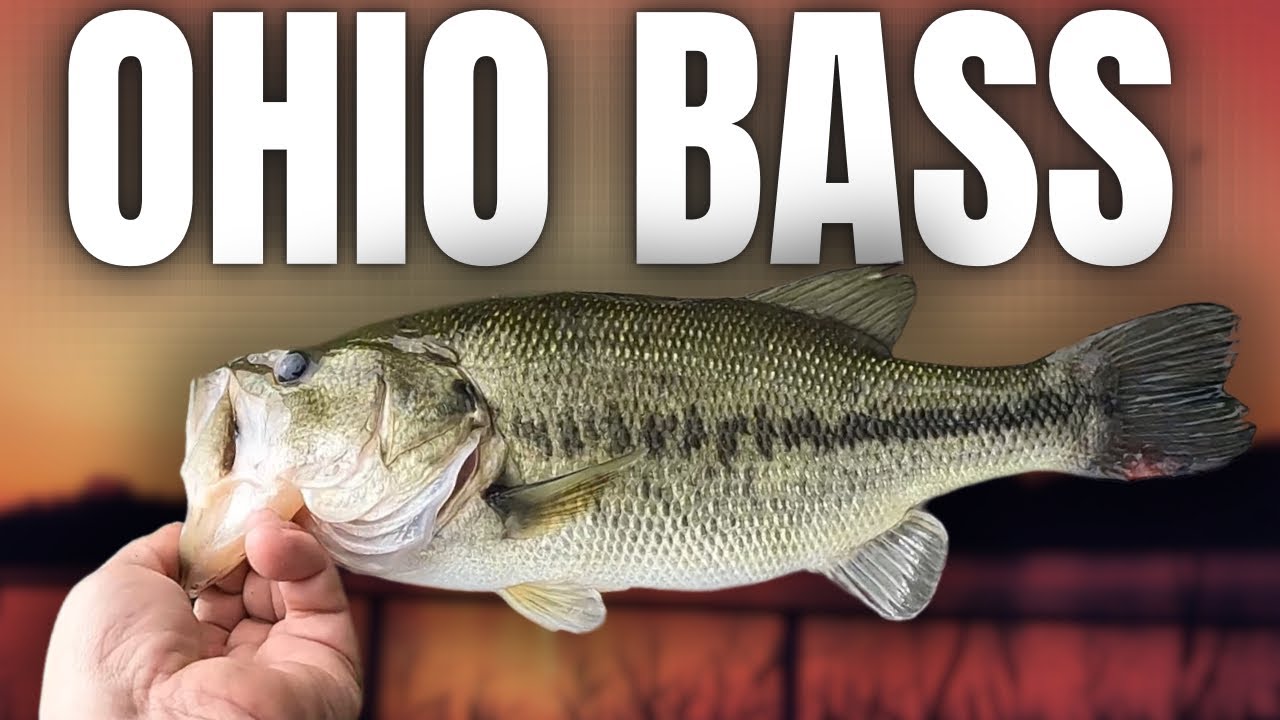 Ohio Back Water Bass Fishing in the Bass Tracker Classic xl - YouTube