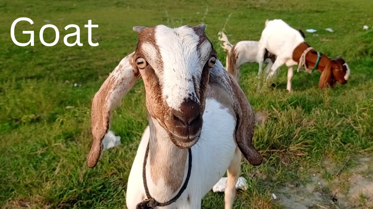 Bakri Ki Awaaz | Goat Baa Baa | Goat Soound | Goat Videos Episode 02 ...