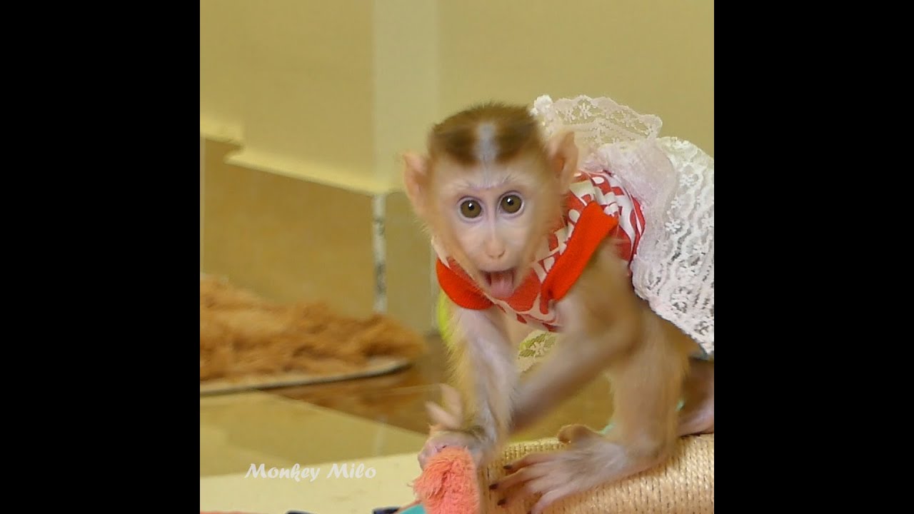 Cute Baby Monkey Momo - YouTube