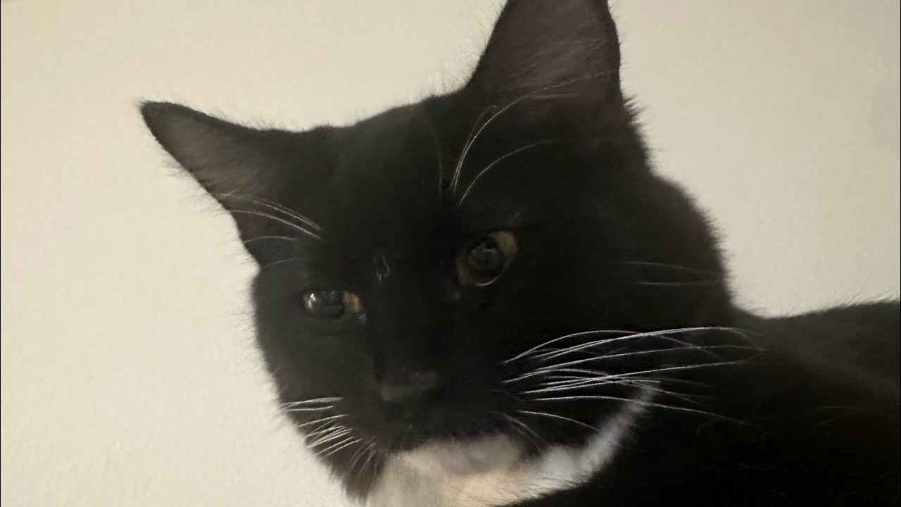 CAT PURRING | PURRING SOUNDS | ASMR RELAXATION. - YouTube