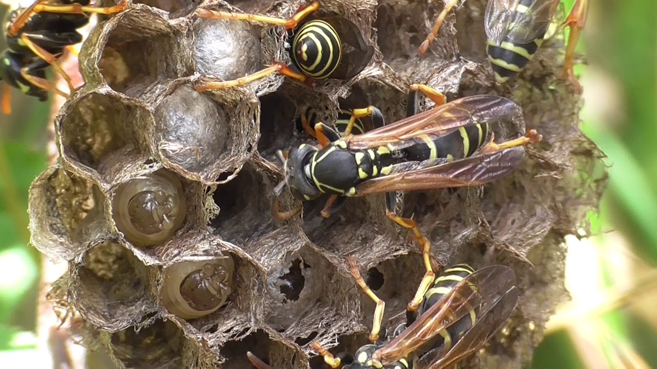 Paper-wasps at nest. Heide-Feldwespen am Nest (Polistes nimpha) - YouTube