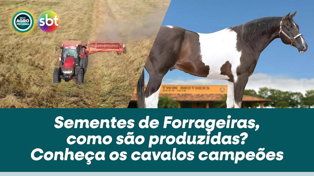 Como são treinados os cavalos campeões? - YouTube