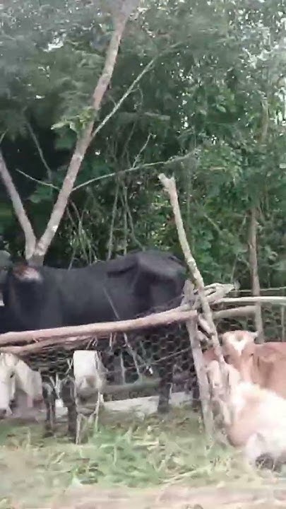 olha que tamanho se bode - YouTube