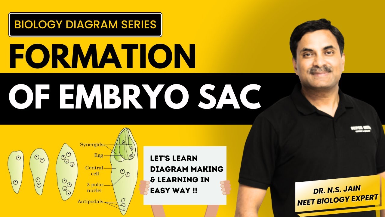 Formation of Embryo Sac | Making & Labeling in Easy Way #biology #neet ...