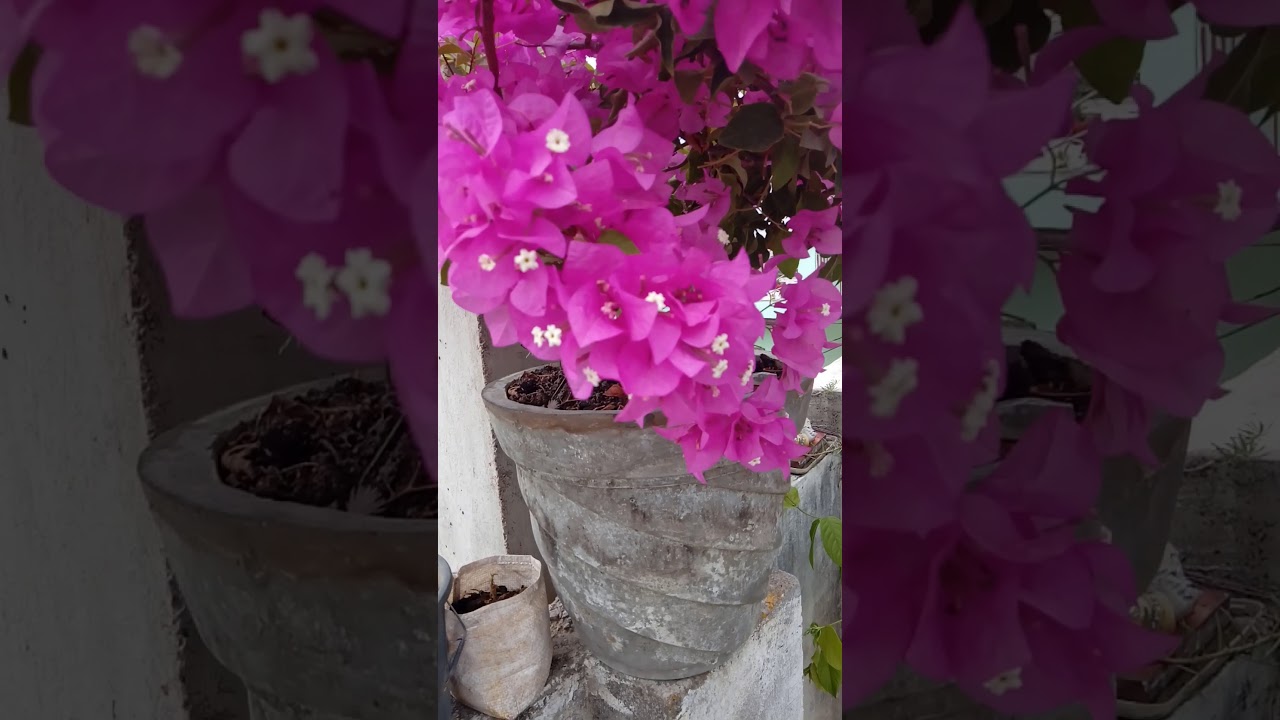 Pink bogan beliya plant in pot - YouTube