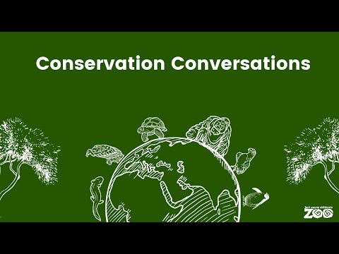 Conservation Conversation: Amur Leopard