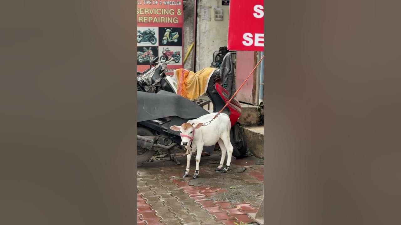 Punganur Cow The World s Smallest And Cutest Cattle Breed From India punganur-cow-the-world-s-smallest-and-cutest-cattle-breed-from-india