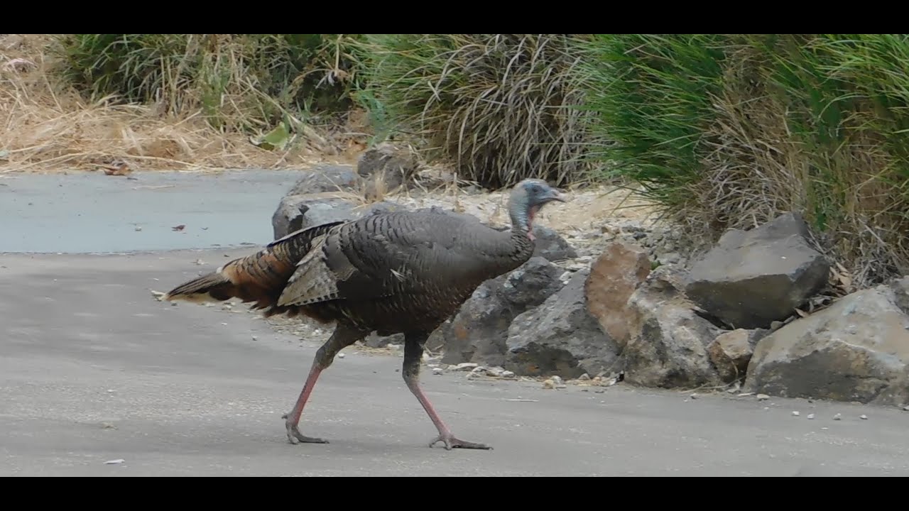 Speedy, Newbie, Bashful, Fluffy, RedTailed Hawks and Wild Turkeys - YouTube