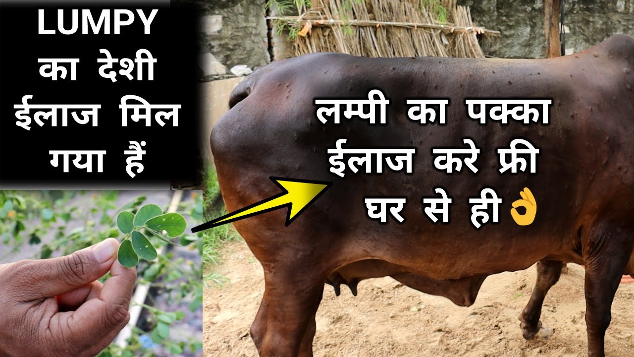 lumpy skin disease treatment | #lumpy लम्पी का देशी पक्का ईलाज बिल्कुल ...