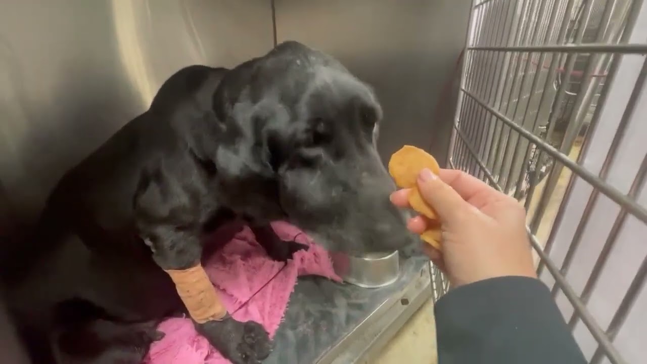 Beautiful Black Lab Covered In Tumors Found Abandoned On Busy Street ...
