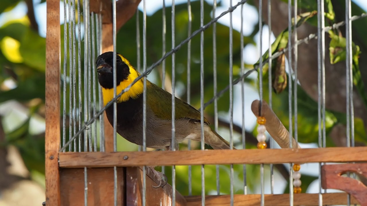 Cuban melodious finch. Tomeguin del pinar - YouTube