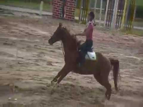 Prova de Hipismo Rural no Helvétia Riding Center - YouTube