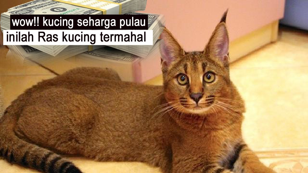 Ras kucing paling MAHAL di dunia/tentang kucing/fakta kucing - YouTube