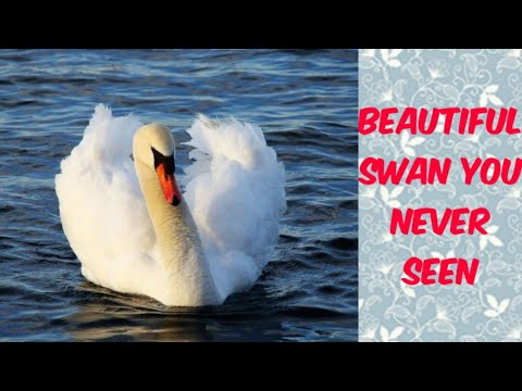 10 most beautiful swan video in the world | Beautiful swans | Beautiful ...