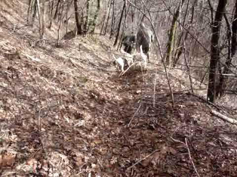 Lov na Diva svinja so Astor,Moni i Biba od Bapka - YouTube