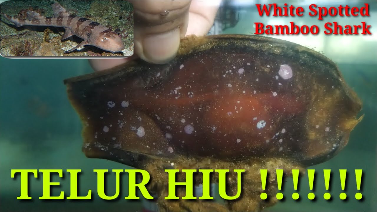 CARA MERAWAT DAN MEMELIHARA TELUR HIU SAMPAI MENETAS!!!!! - YouTube