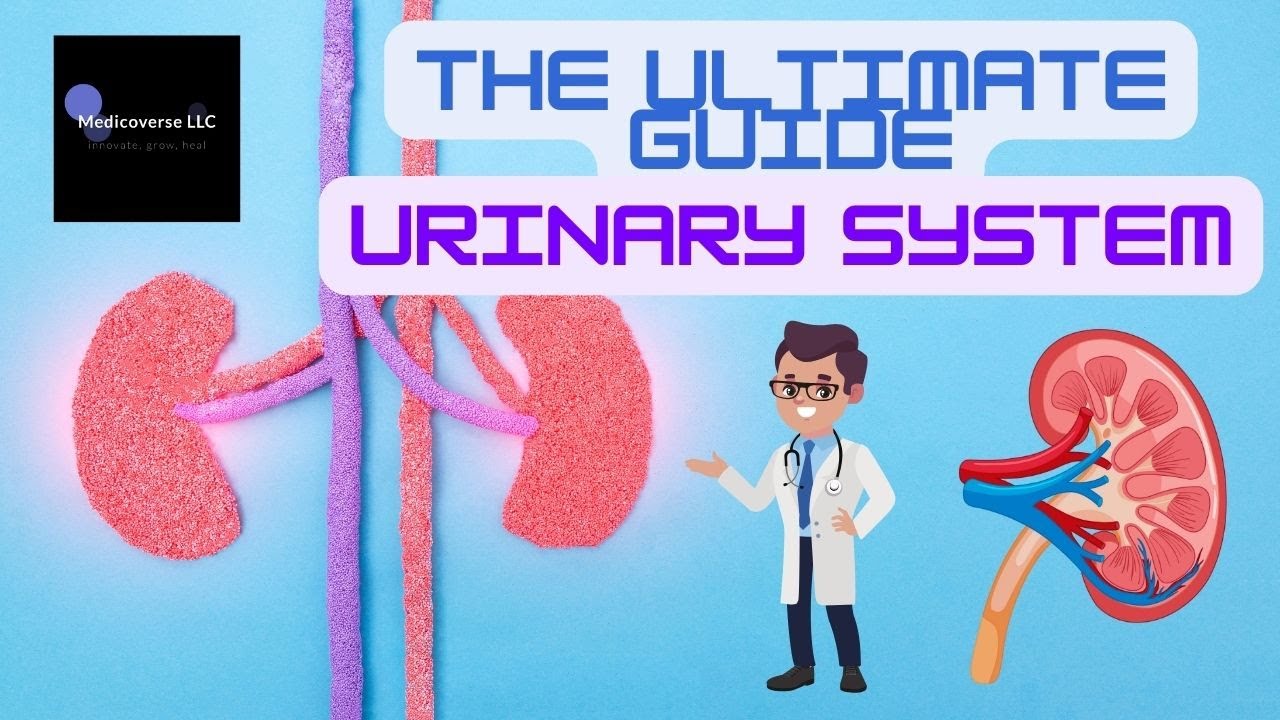 The Ultimate Guide to the Urinary System - YouTube