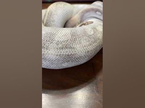 💜🐍 Ball Pythons What To Expect (THIS Is Why They Are Called Ball ...