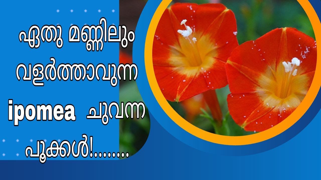 Growing Ipomoea Coccinea (Ipomia Red): Planting Tips, Care Guide, and ...