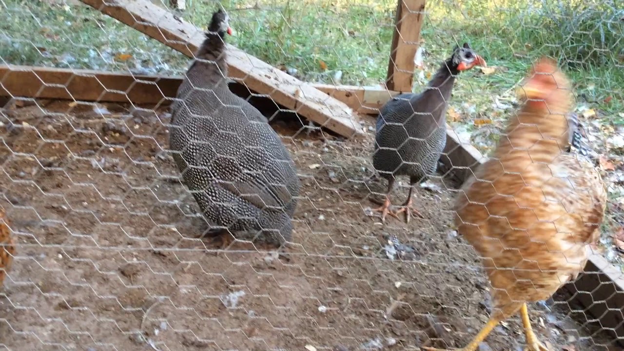 What ginesse look like - YouTube