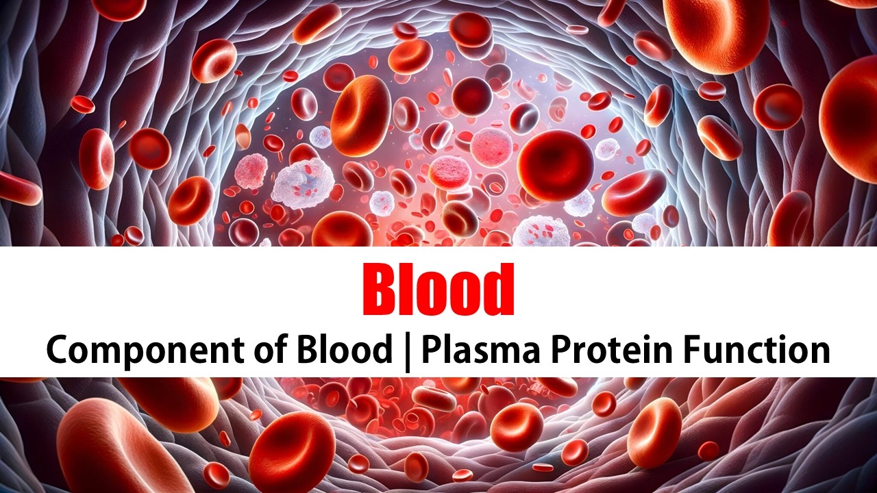 Anatomy & Physiology (118) | Composition of Blood | Plasma Protein ...