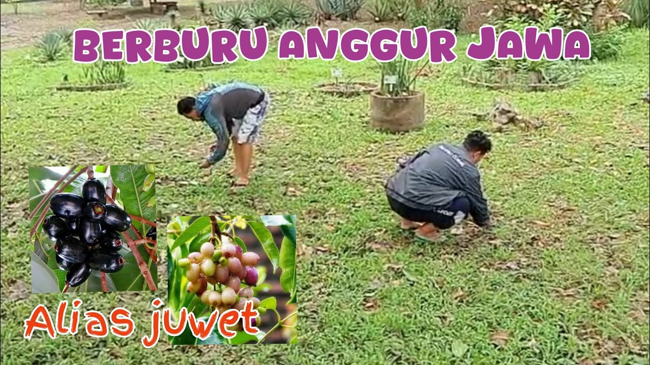 Berburu buah juwet langkah di kebun raya purwodadi - YouTube