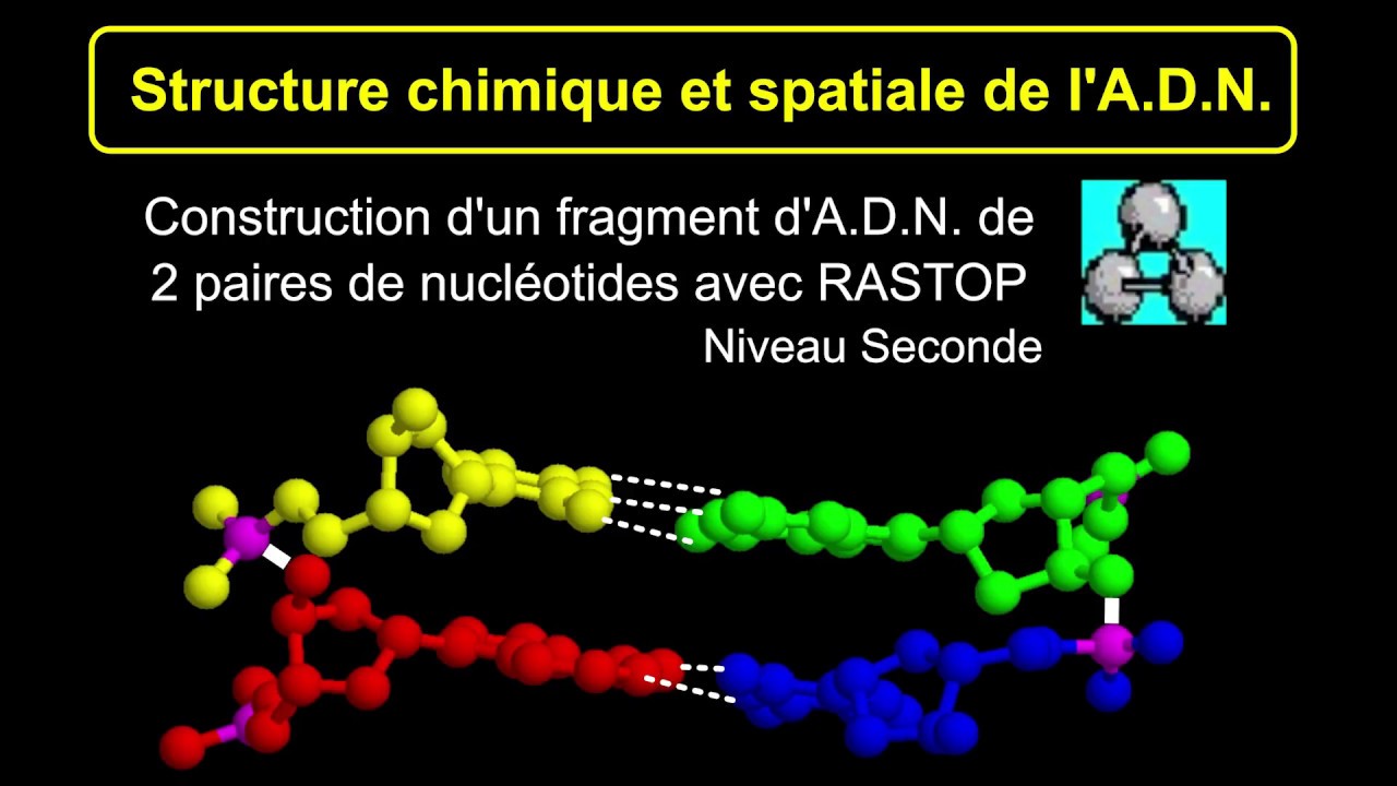 TD Rastop ADN Loi des bases azotées complémentaires Seconde - YouTube