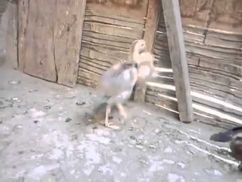 Vor zakon cuceceler :)