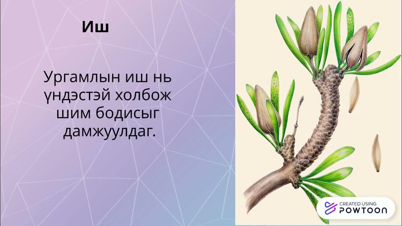 Уянга Ургамлын ургал эрхтэн 5-3,4 р цаг - YouTube