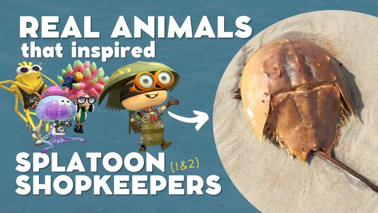 Real World Marine Animals that Inspired Splatoon's Shopkeepers - YouTube