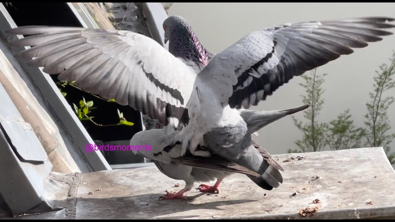 Wild pigeons playing in Amsterdam - YouTube