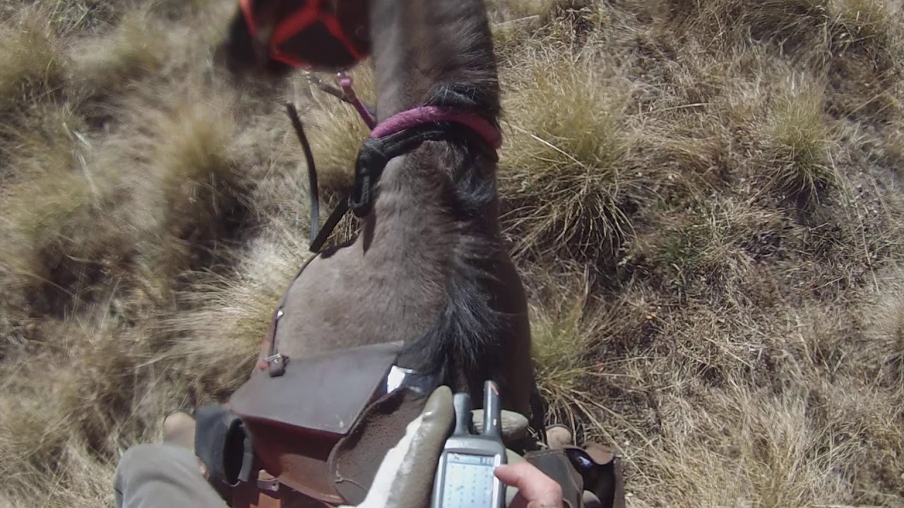 Packing out the Elk in the west Elk Wilderness - YouTube
