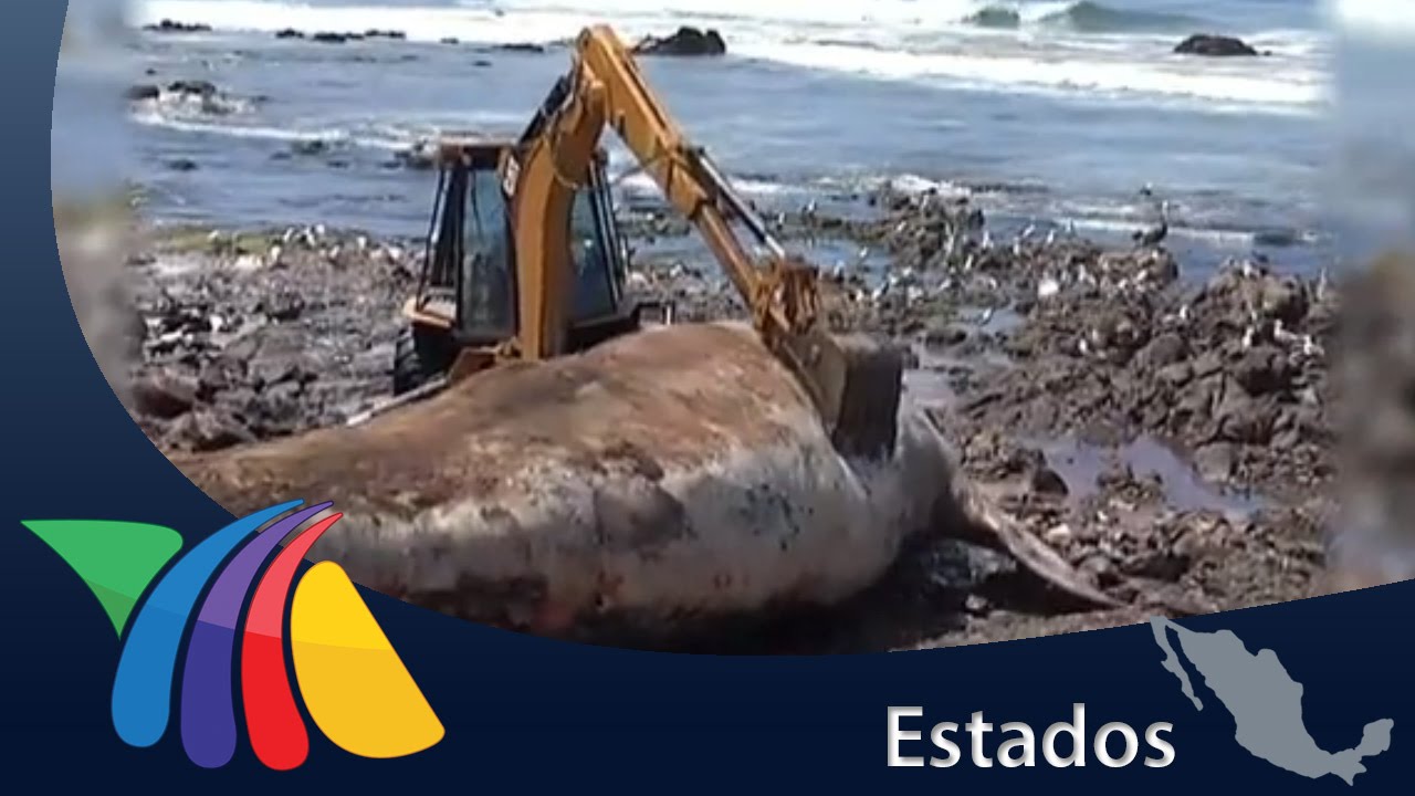 Aparece ballena muerta en playa de Baja California | Noticias de Baja ...
