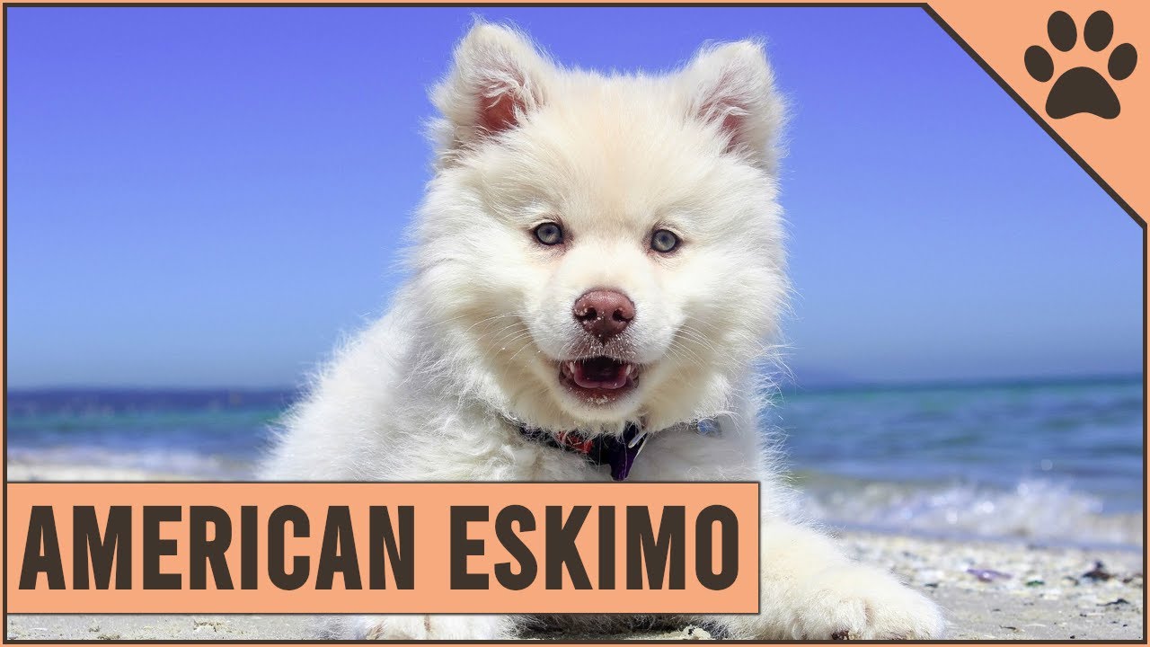 American Eskimo Información De Raza De Perro | Perros Mundo - YouTube
