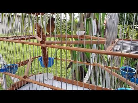 "Trini bullfinch" brown bird - YouTube