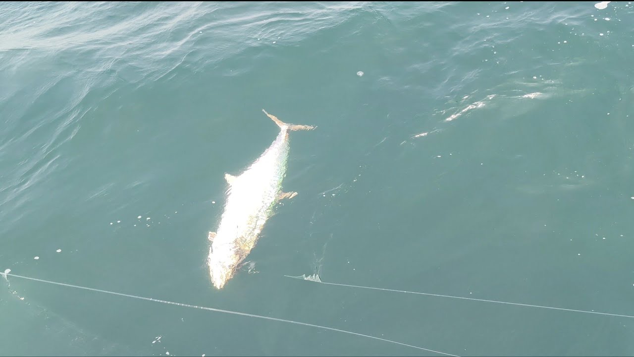 king fish catching in mangrol bara fisherman in gujarat state - YouTube