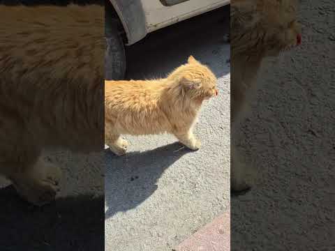 Şampiyonlar burda canlı #pazar #kedi #katze #gato #asmr #बिल्ली #猫 #dua #destek #keşfet #merhamet