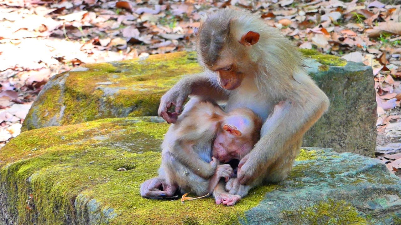 So amazing small monkey is taking care poor abandoned monkey it is very ...