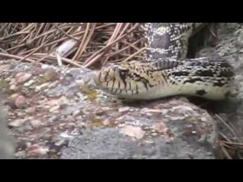 I found this bull snake on the backside of Devils Tower in Wyoming ...