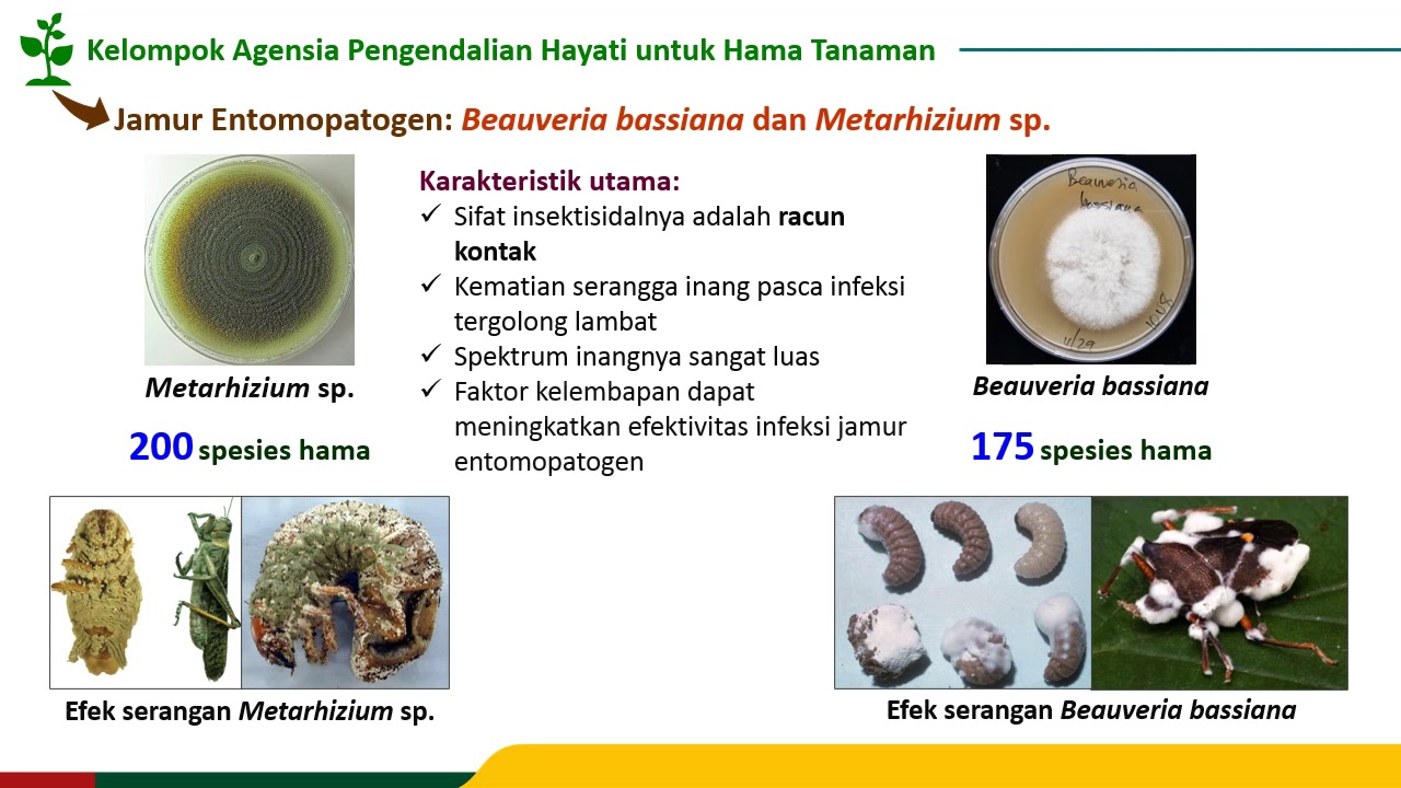 Part 5: Jamur Entomopatogen - YouTube