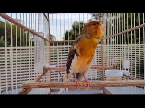 Canário belga bronze máquina cantando liso/Belgian bronze canary ...